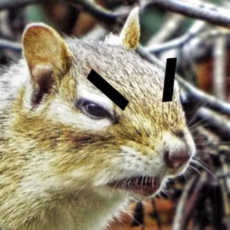 The Mad Chipmunk Youtube