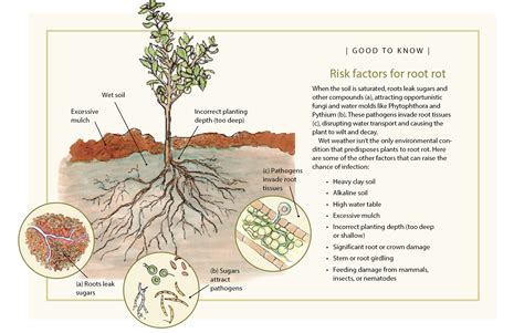 Root Rot Identification And Treatment Fine Gardening