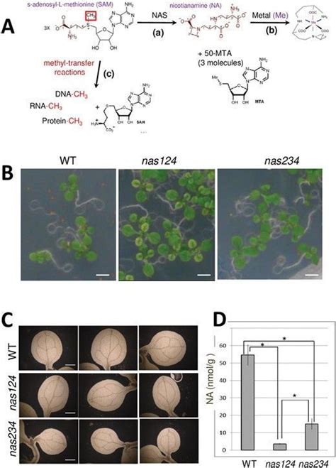 Journal Of Experimental Botany On Linkedin Arabidopsis Iron