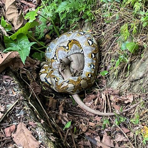 03 A Reticulated Python Malayopython Reticulatus Feeding On An Download Scientific Diagram