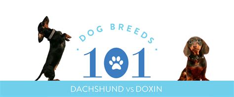 Dog Breeds 101 Dachshund Vs Doxin Shameless Pets