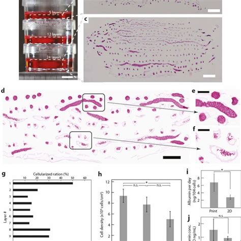 Tissue Morphology And Function Analysis Of The Hepg2 Tissue Construct