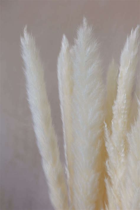 Mini Pampas Grass Flowerfantasee