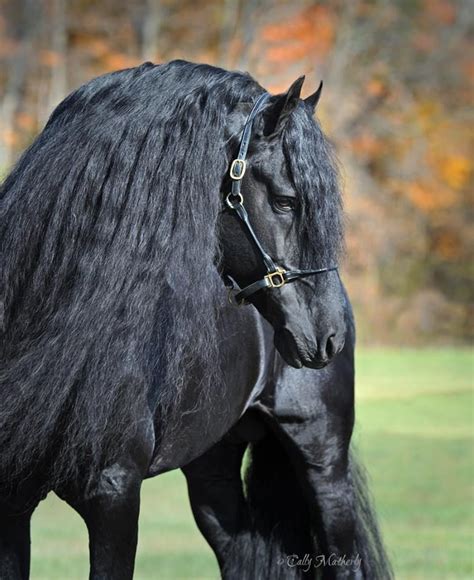 Friesian Horses Black Animals