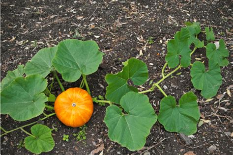 10 Amazing Health Benefits Of Pumpkin Leaves And Other Facts African