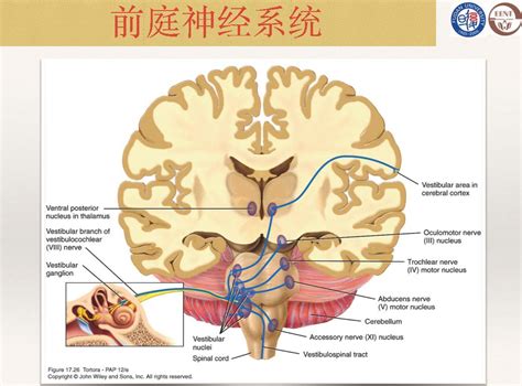 前庭功能前庭的位置图片 伤感说说吧