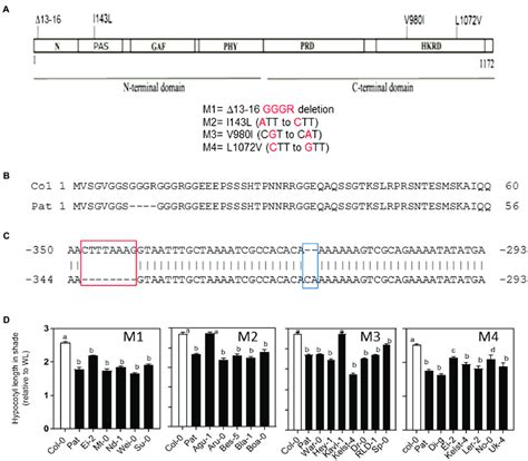 Phyb Polymorphisms Between Col 0 And Pat Accessions A Phyb