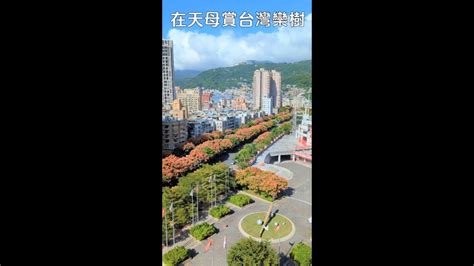 在地人每年都會去拍的天母櫻花崗公園 忠誠路台灣欒樹美景🧡 Youtube