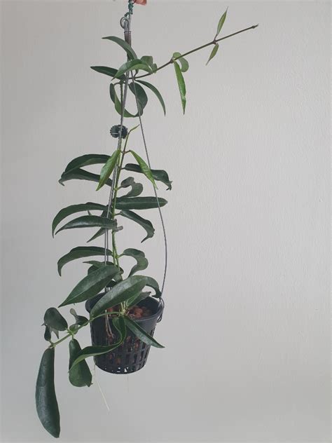 Hoya Chlorantha Furniture And Home Living Gardening Plants And Seeds On Carousell