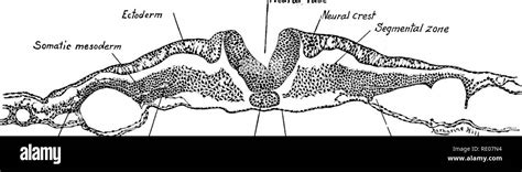 A Laboratory Manual And Text Book Of Embryology Embryology Chick Embryo Of Eighteen