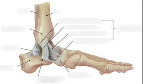 Talofibular Joint Diagram Quizlet