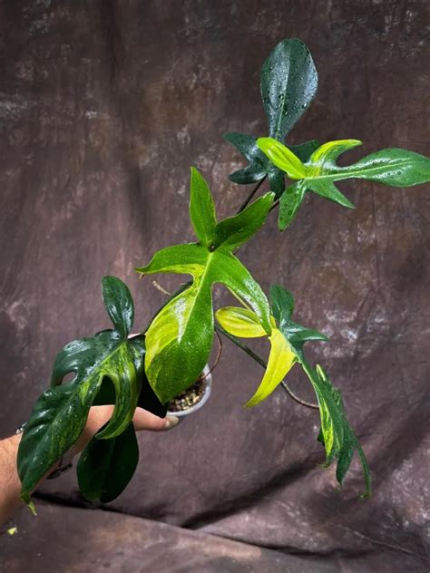 Variegated Philodendron Florida Beauty Live Plant Rare Indoor