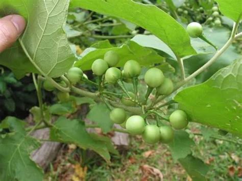 Medicinal Benefits Of Turkey Berry