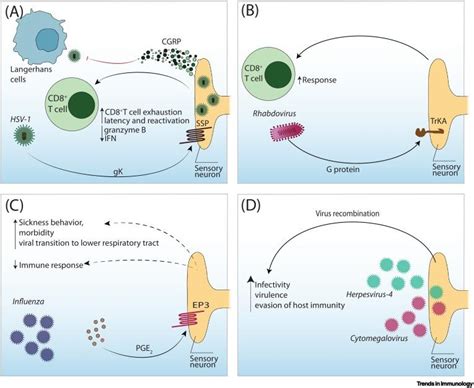 Muhammad L On Linkedin Modulation Of Host Immunity By Sensory Neurons