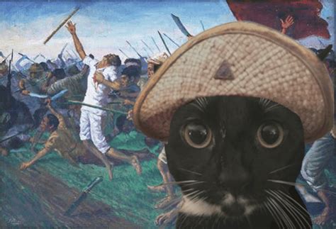 Starecat Hoed Cute Stare Cat Not Tiger Not Lion Cut Out Stock Images