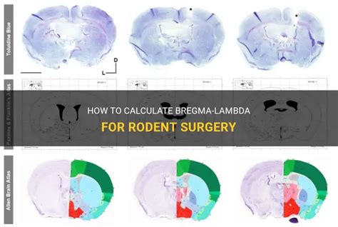 How To Calculate Bregma Lambda For Rodent Surgery Petshun