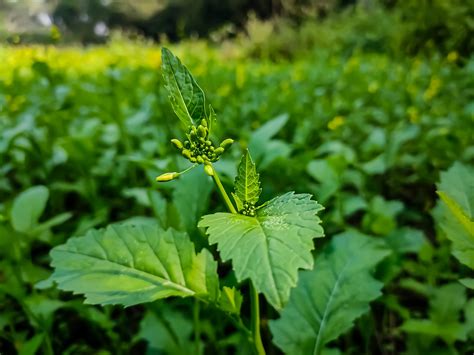 Companion Plants For Collard Greenss What To Grow Together