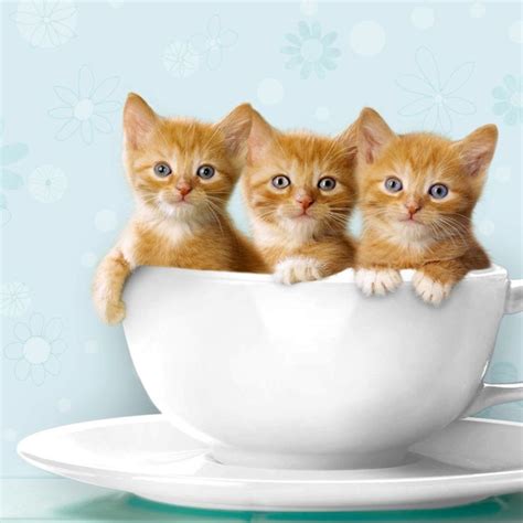 38 Best Images About Cats In Cups On Pinterest Cats Posts And Tea