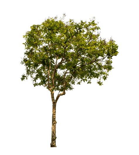 Tree Map Pngs For Free Download