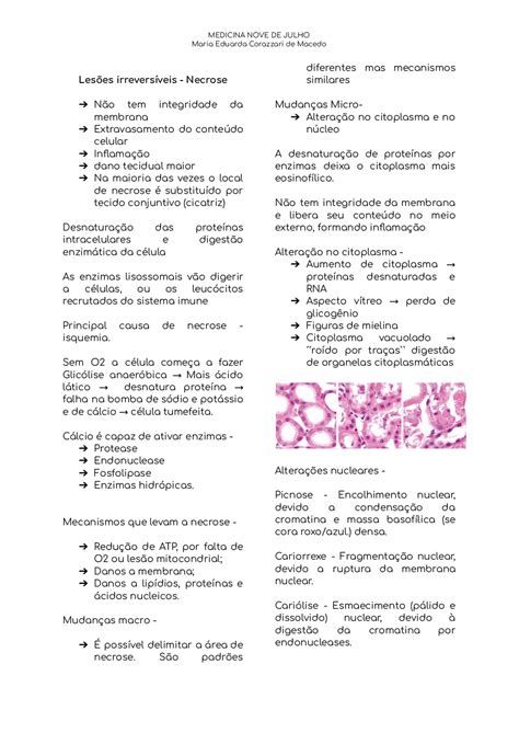 Mecanismo De Necrose Morte Celular Notas De Aula Fisiopatologia
