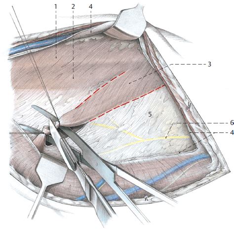 1 Cervical Spine And Cervicothoracic Junction Musculoskeletal Key