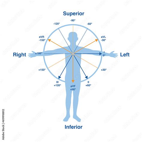 In The Frontal Lead System The Lead Axes Of The 6 Limb Leads Form A Hexaxial Reference System