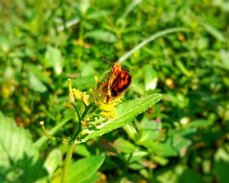 Selective Micro Focus Small Butterfly Photography Stock Image Image Of Micro Small 264798385