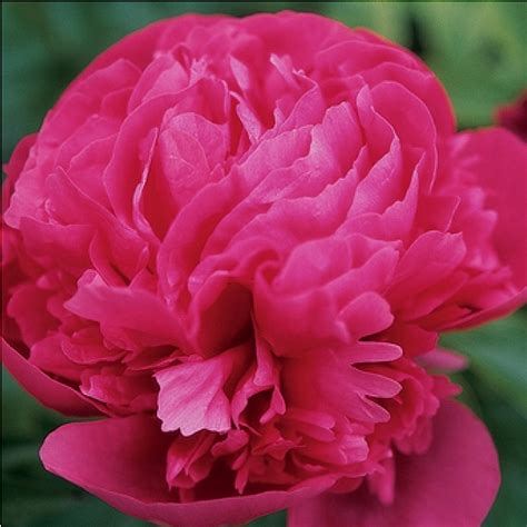 Glowing Raspberry Rose