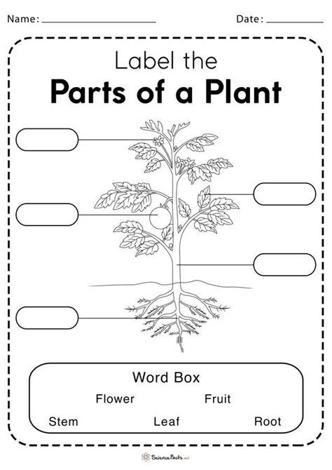 Parts Of A Plant Worksheetsfree Printable Plants Worksheets Kindergarten Worksheets Science