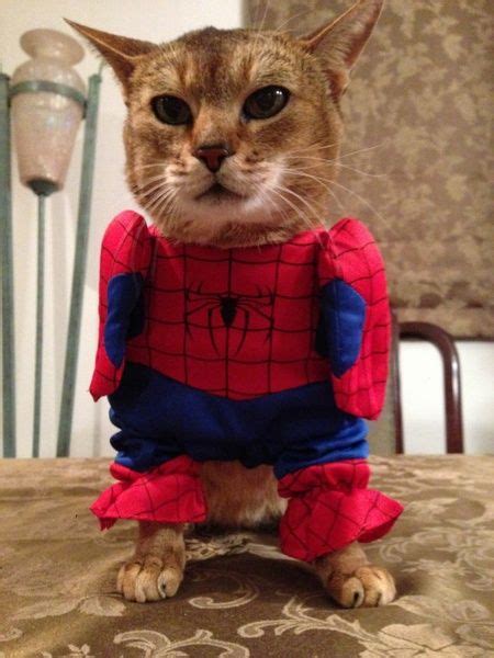 Funny Cat In Spiderman Costume