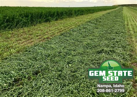 For The Best Alfalfa Seed And Forage Seed Call Or Complete The Form