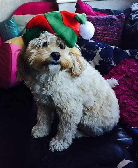 Sale Funny Cavapoo Videos In Stock