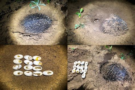 Echidnas Caught Eating The Eggs Of Queenslands Bum Breathing Turtles