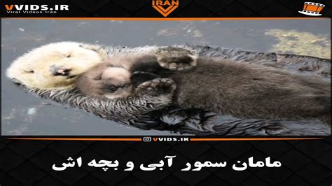 مامان سمور آبی و بچه اش Youtube