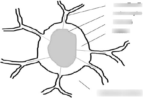 07 Bones Osteocytes Diagram Quizlet