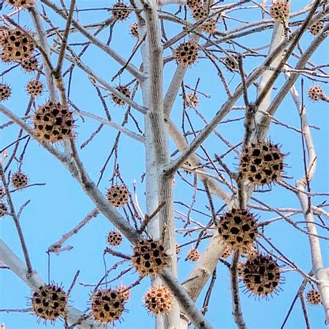 List 101 Pictures What Are The Spiky Balls That Fall From Trees Completed
