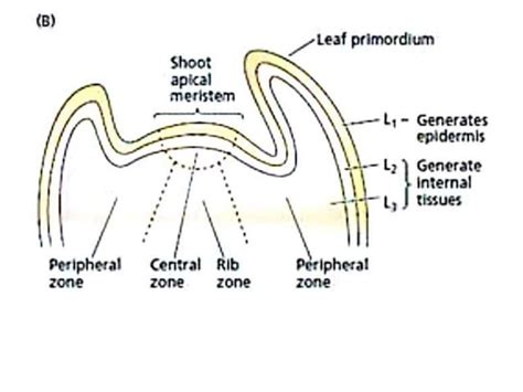Theory Of Shoot Apical Meristem Pptx Gardening Home And Garden