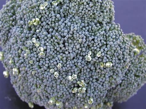 Growing Broccolini From Seed A Step By Step Guide