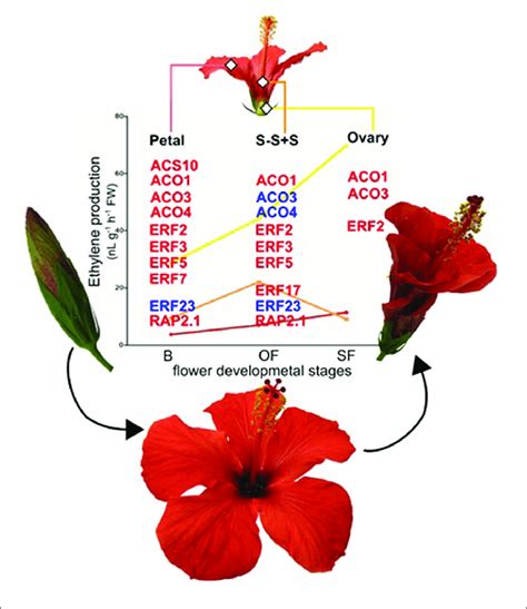 Schematic Representation Of Flower Senescence In H Rosa Sinesis L