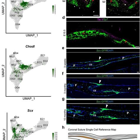 Multiple Ectocranial Layers Overlay The Coronal Suture A Feature Plots