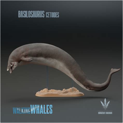 Basilosaurus Size