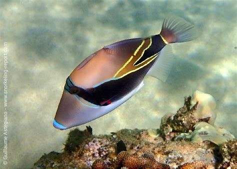Triggerfish And Filefish Identification Guide Snorkeling Report