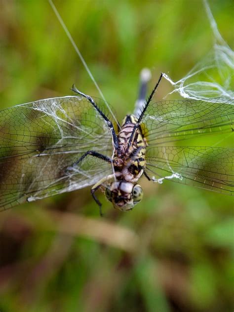 Libelle Gevangen In Een Spinnenweb Stock Foto Afbeelding Van Soorten Macro 251585018