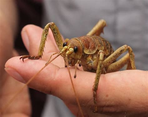 Theyre Back Giant Wētā Return To Northland After 180 Year Absence