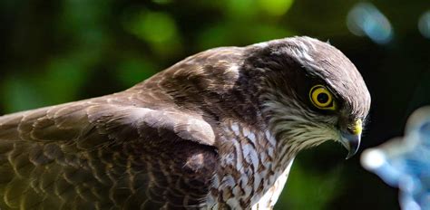 What Eats Hawks The Main Hawk Predators