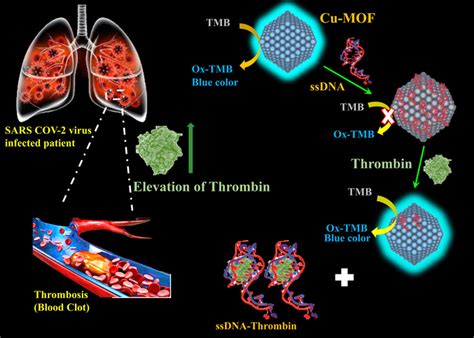Nanozyme And Stimulated Fluorescent Cu Based Metalorganic Frameworks Cu Mofs Functionalized