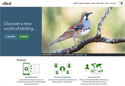 Ebird Another New Feature Yzerfontein Bewarea Conservancy