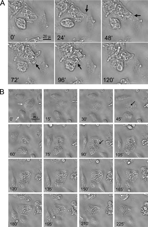 Extrusion Of Blastoconidia And Yeast Transfer Between Infected Primary