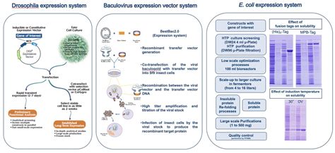 Recombinant Protein Production And Purification Of Insoluble Proteins At Tanya Farris Blog