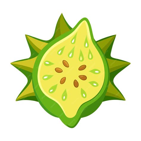 Premium Vector Green Water Caltrop Fruit